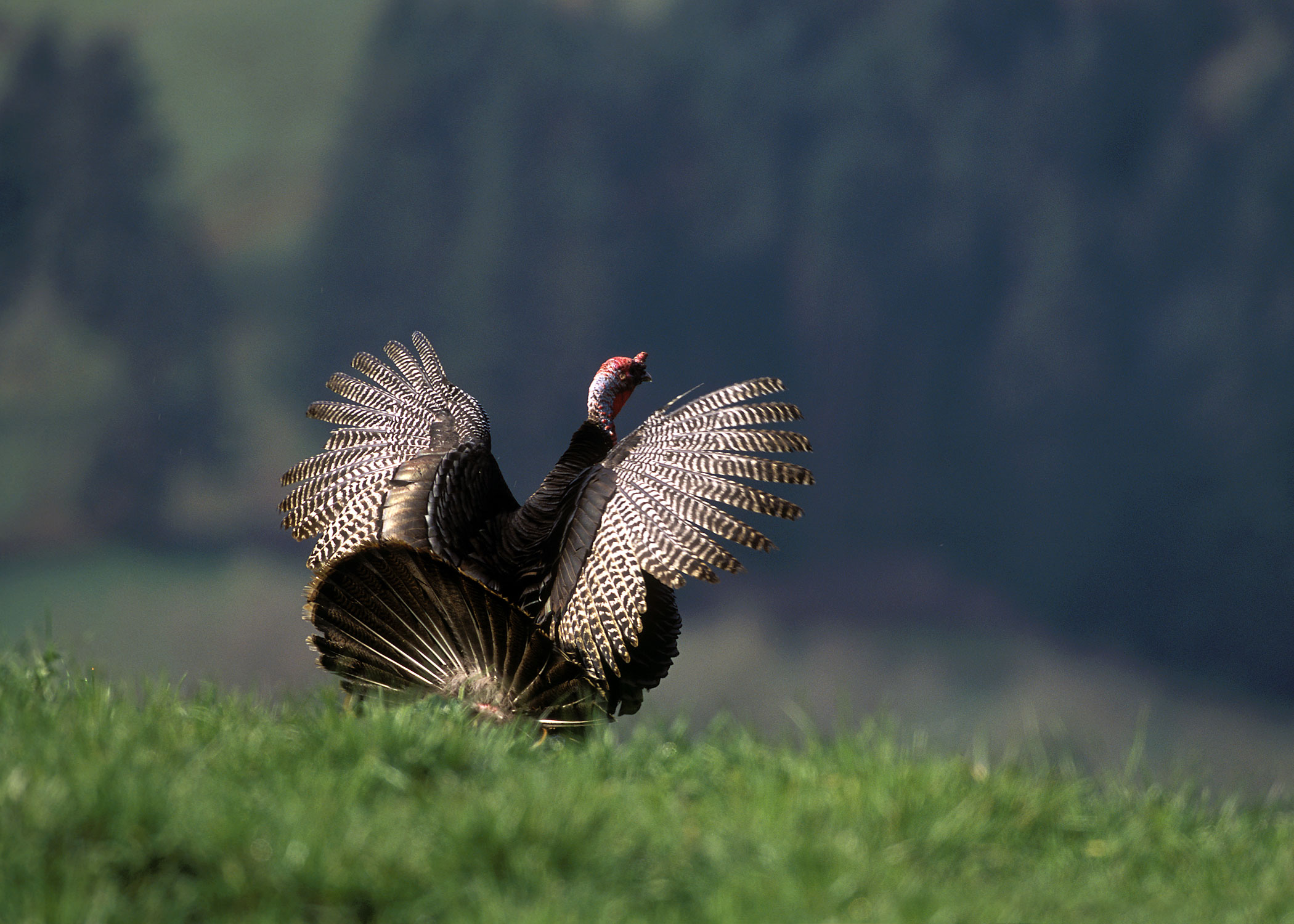 Steve Hickoff Archives | Outdoor Life