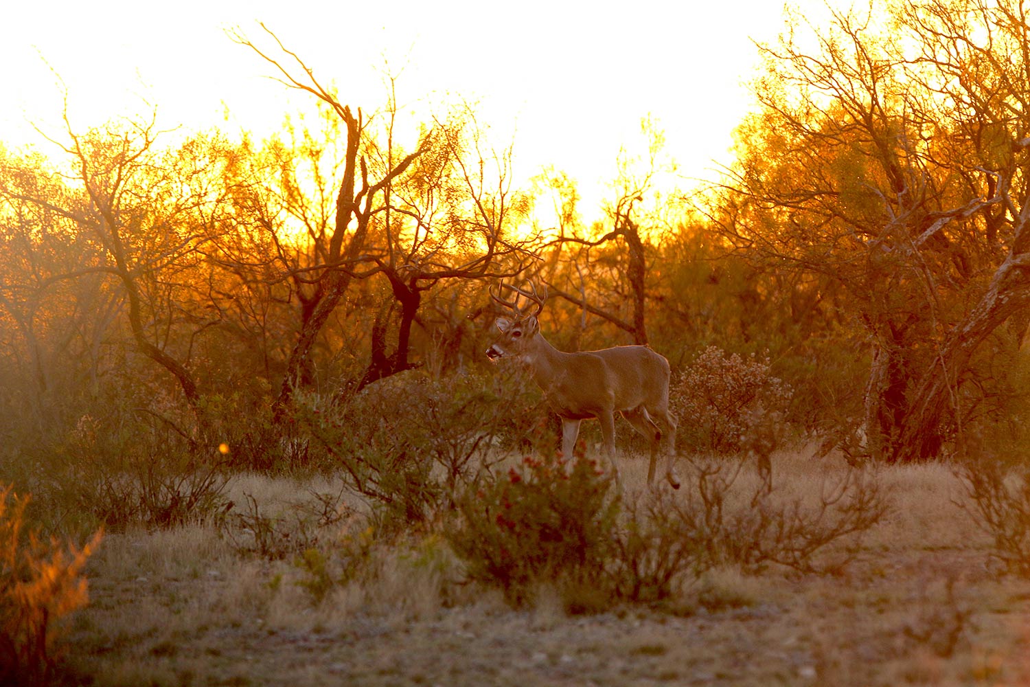 The Truth About Riflescope Brightness (And How to Pick the Best Hunting ...