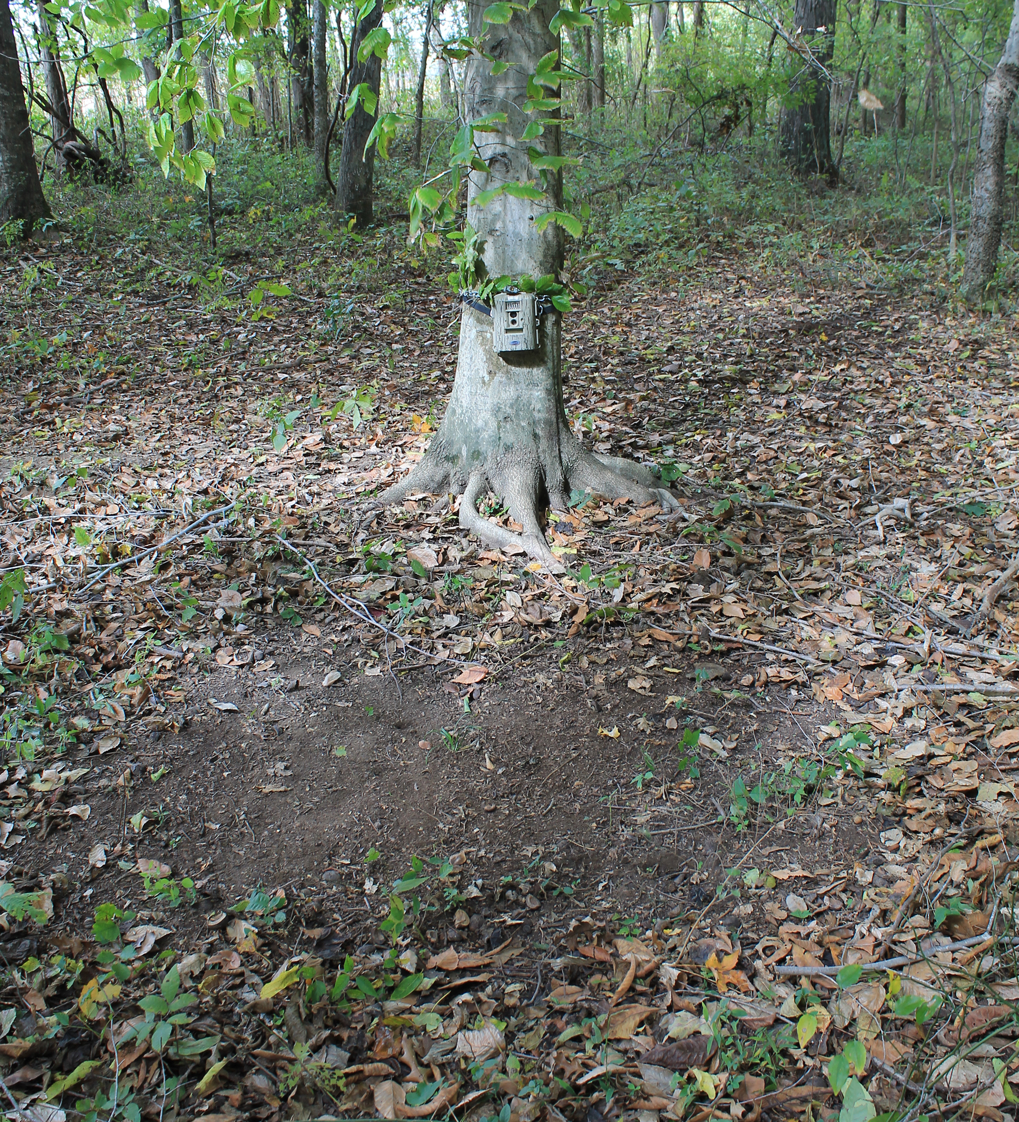 How to Make and Hunt Mock Scrapes | Outdoor Life