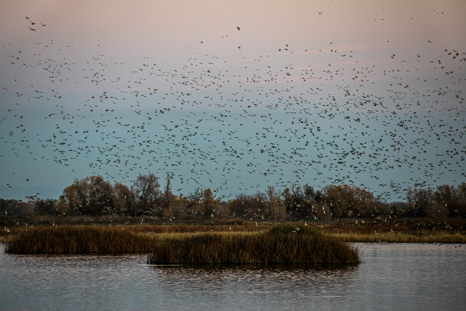Can Hunting Survive in California?| Outdoor Life