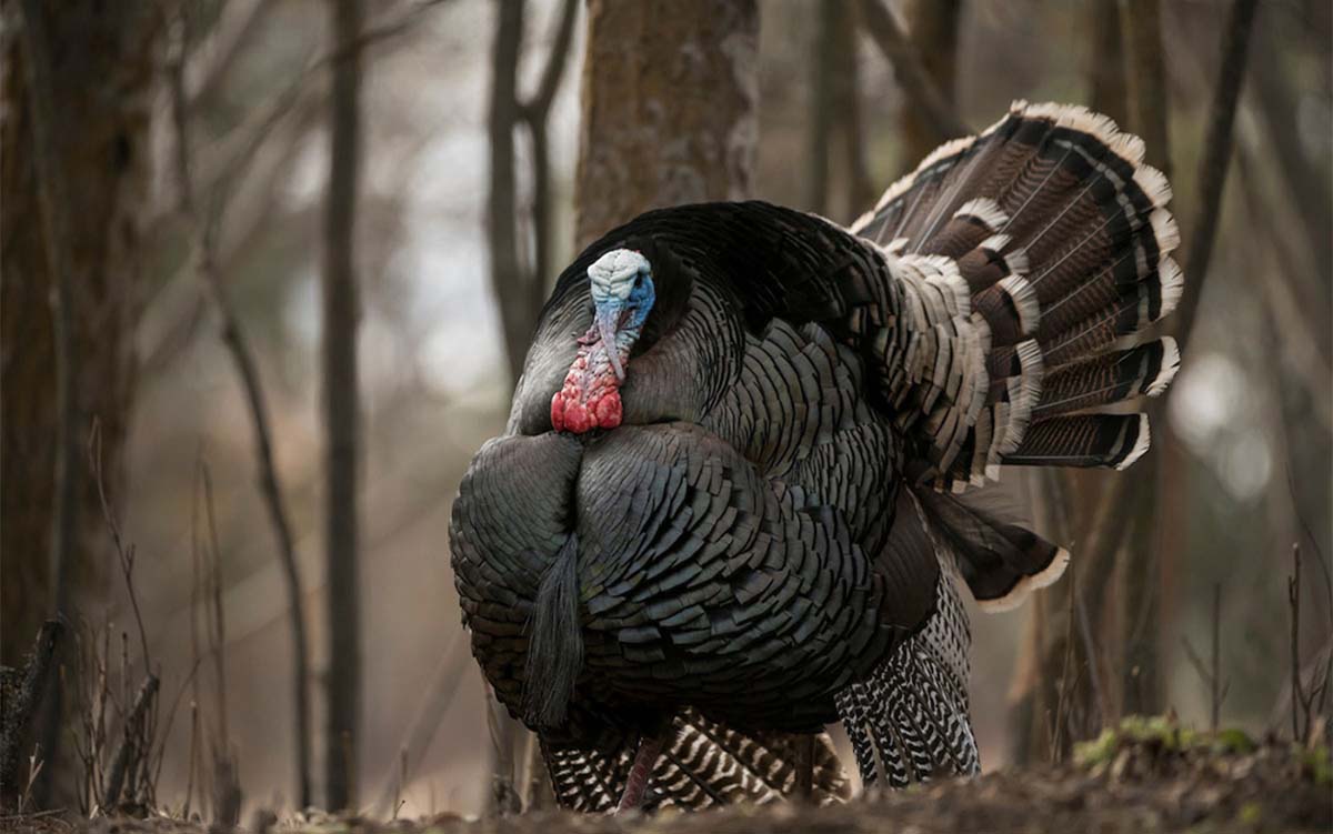 How in the Hell Do You Miss a Turkey? | Outdoor Life