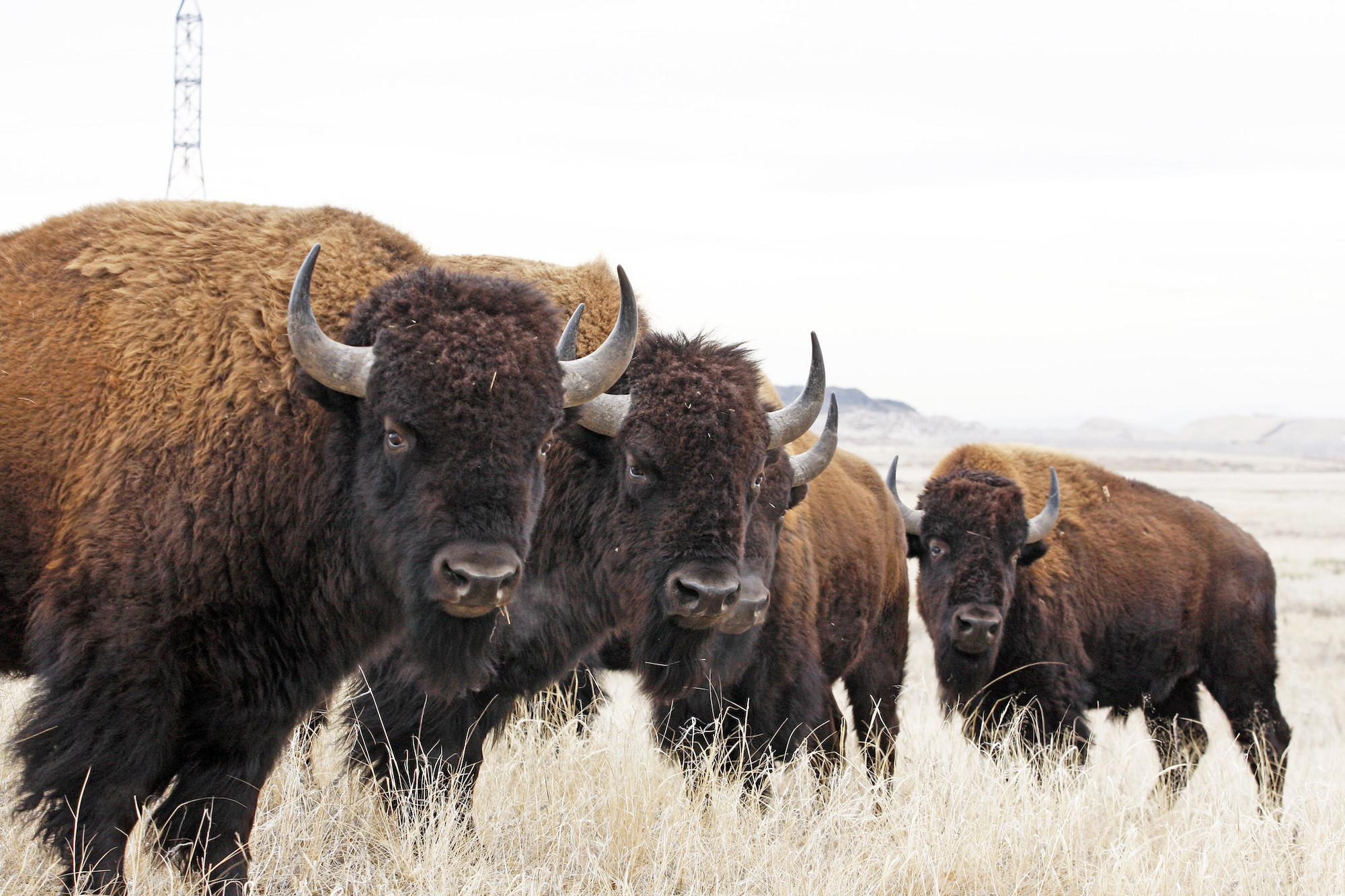 American Bison Herd