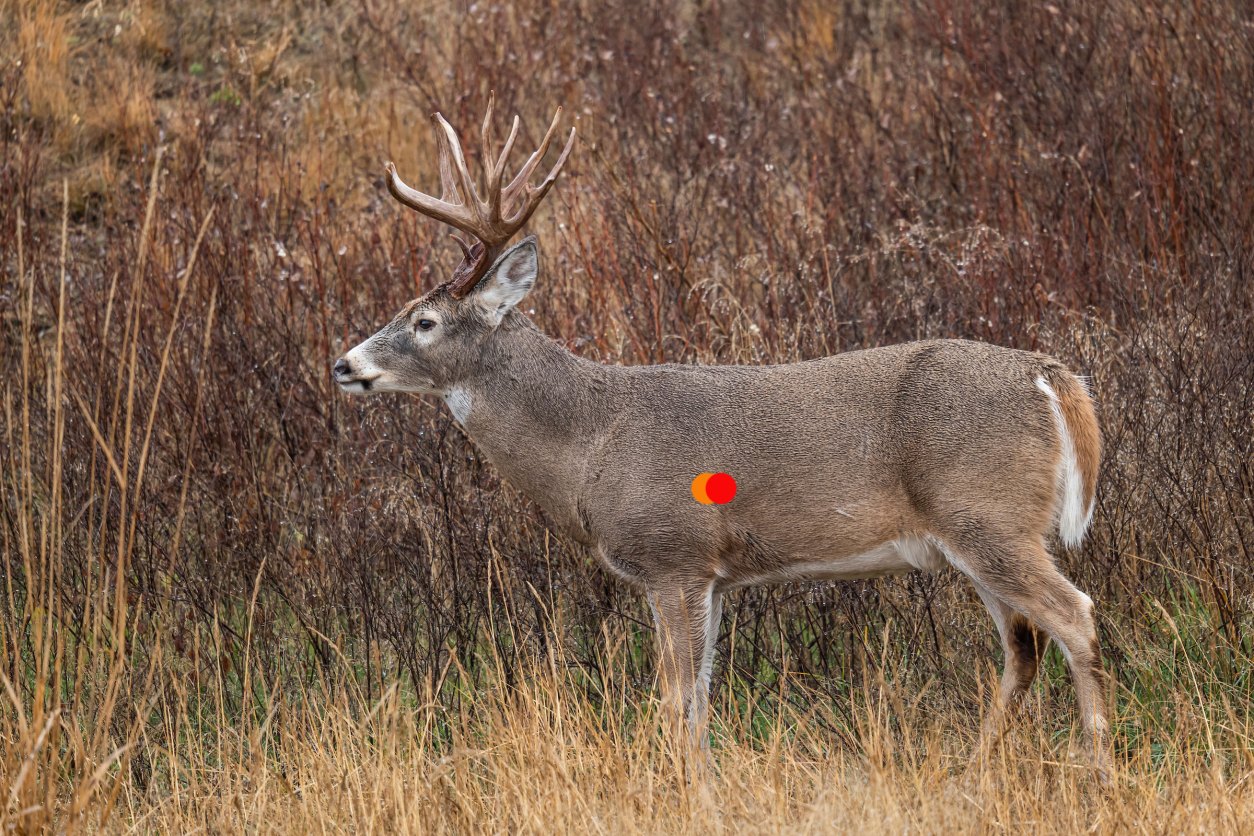 Where to Shoot a Deer | Outdoor Life