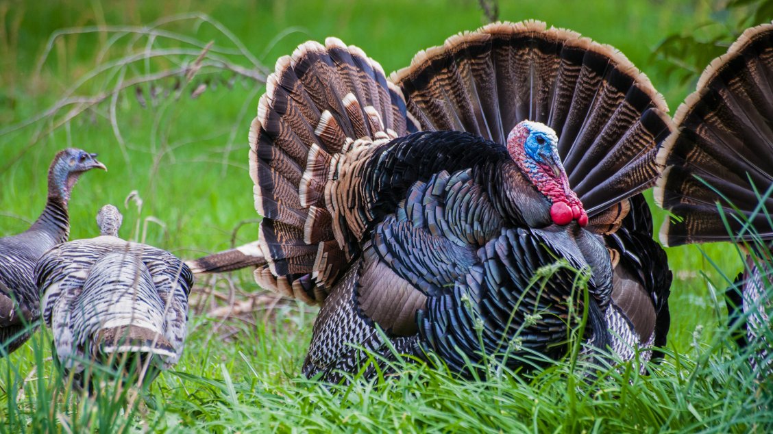 Aggressive Turkey Calling Tactics for These 6 Hunting Scenarios