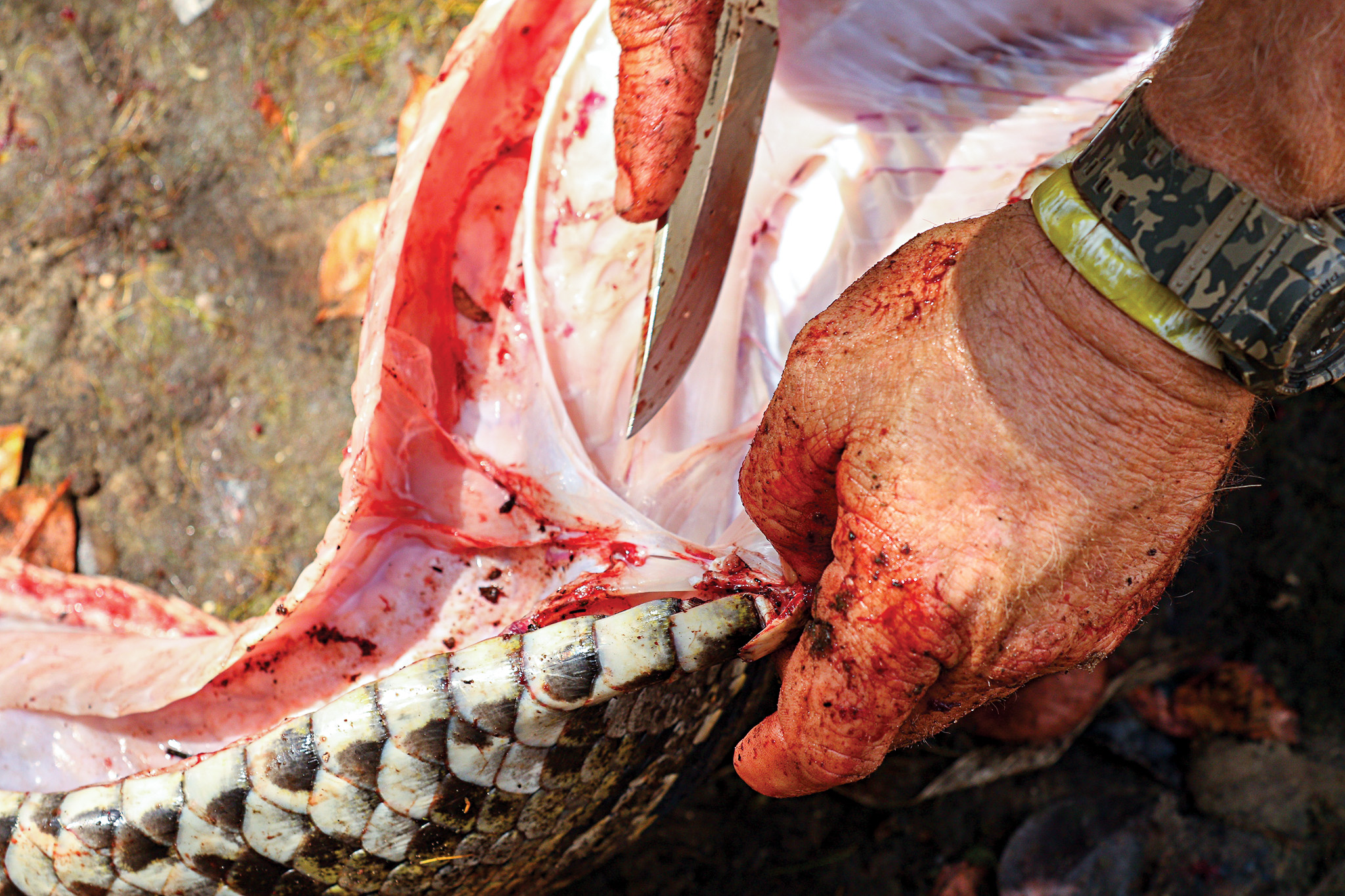 Hunting Pythons in the Everglades | Outdoor Life