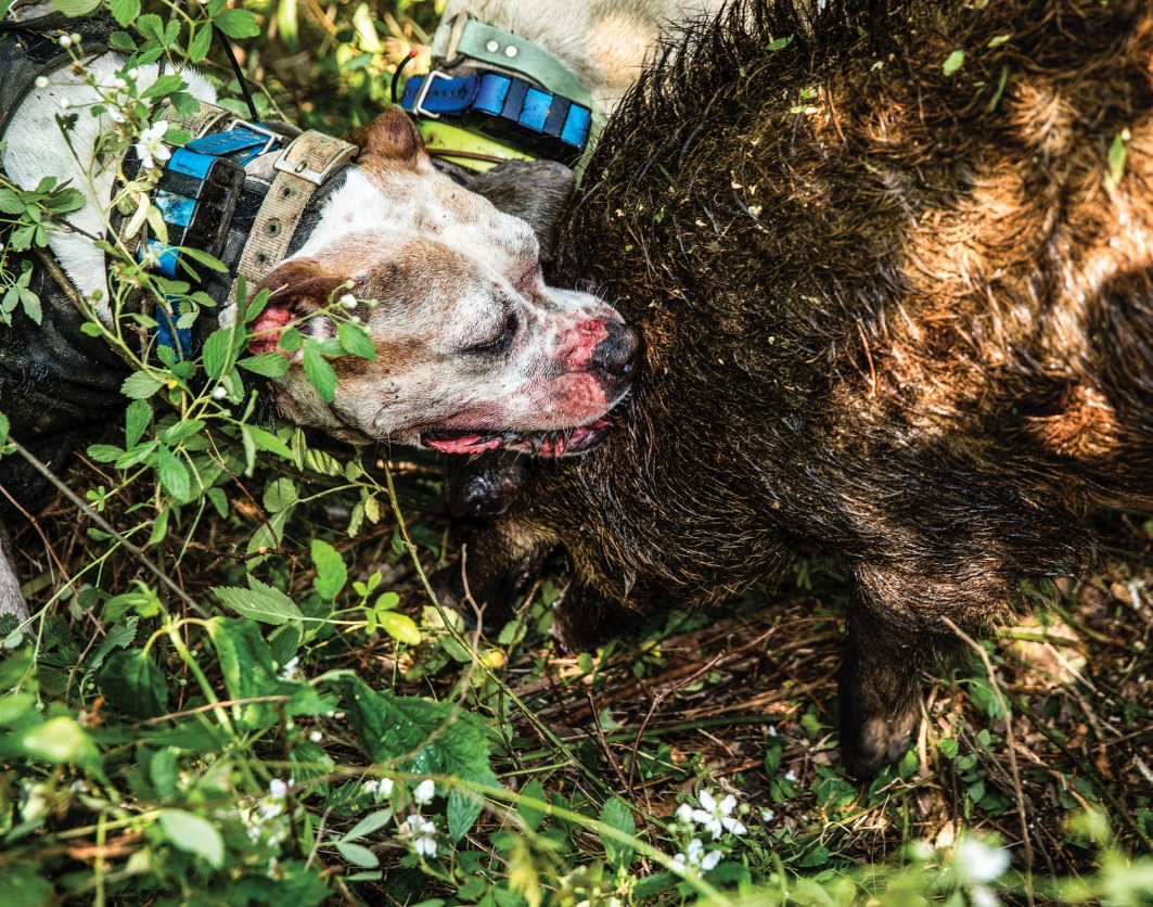 11 Wild Photos of the Hog Hunting Dogs from Alabama | Outdoor Life