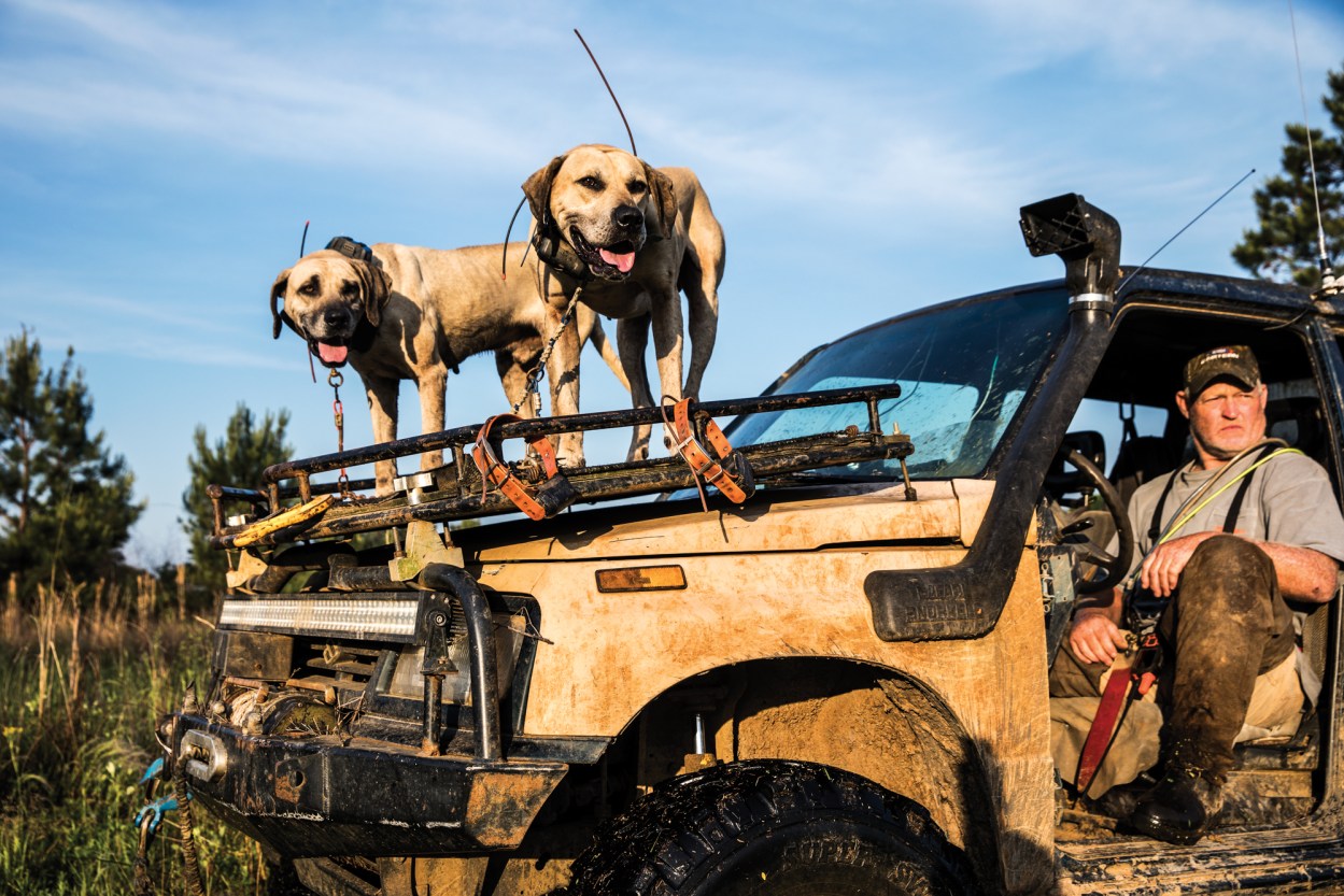 11 Wild Photos of the Hog Hunting Dogs from Alabama | Outdoor Life