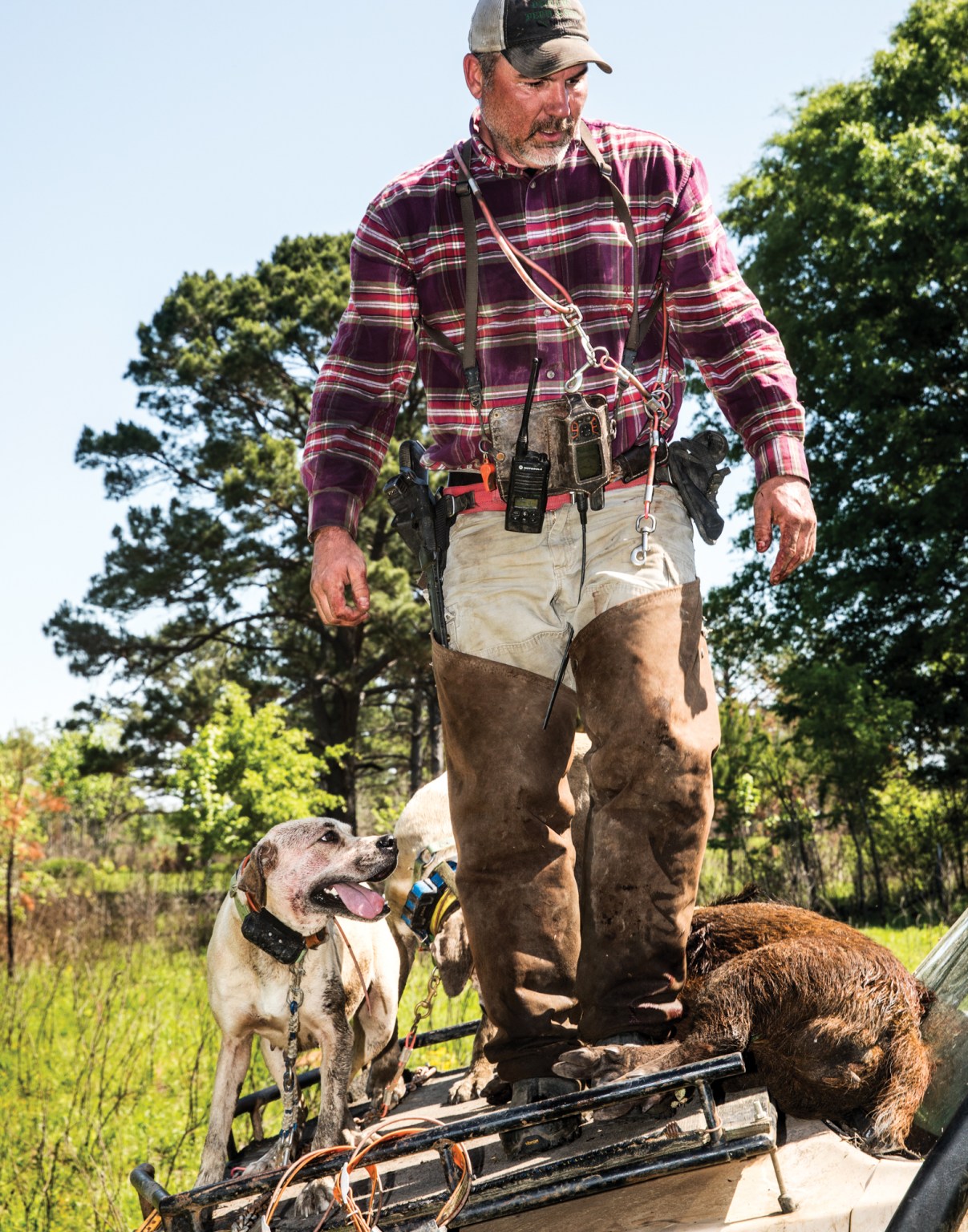 11 Wild Photos of the Hog Hunting Dogs from Alabama | Outdoor Life