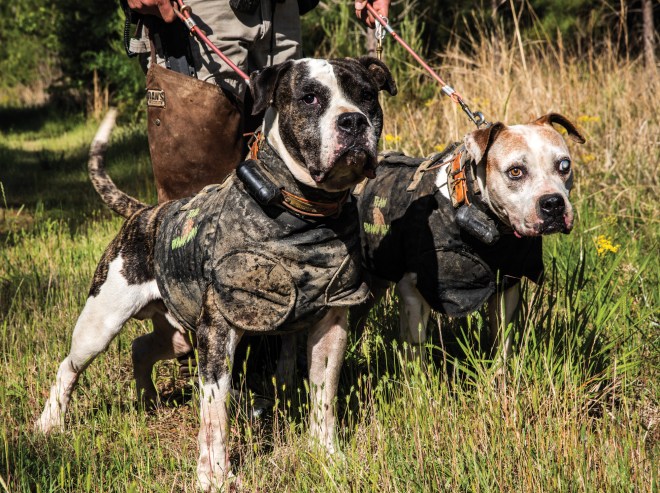 11 Wild Photos of the Hog Hunting Dogs from Alabama | Outdoor Life