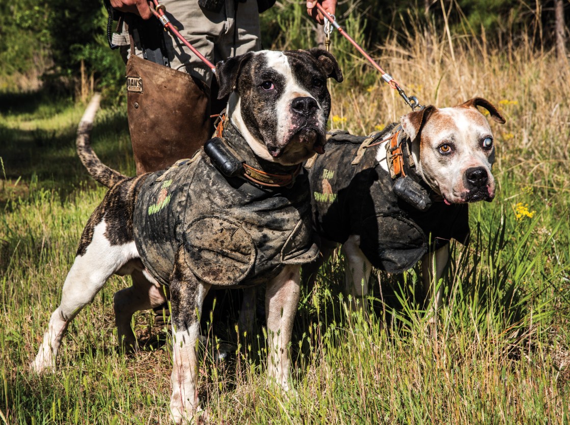 11 Wild Photos of the Hog Hunting Dogs from Alabama | Outdoor Life
