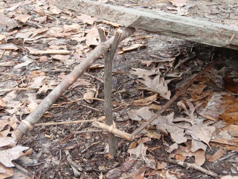 How to Rig a Paiute Deadfall Trap, Step by Step