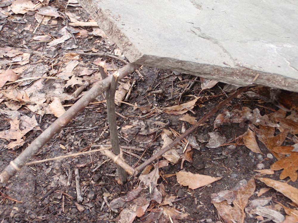 How to Rig a Paiute Deadfall Trap, Step by Step