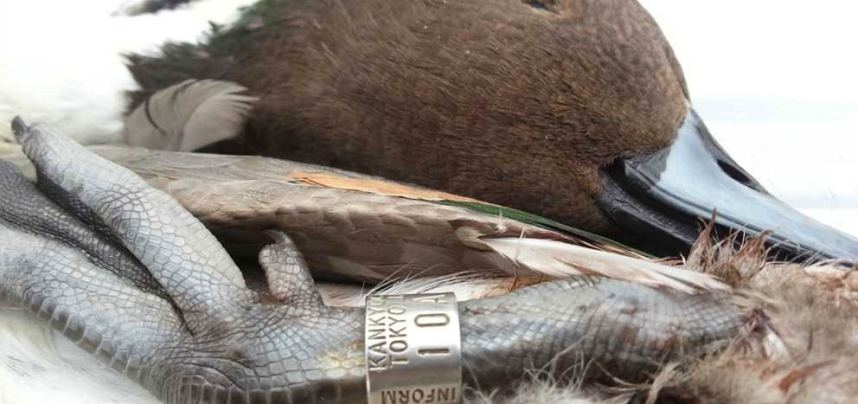 10 Facts You Didn’t Know About Bird Bands