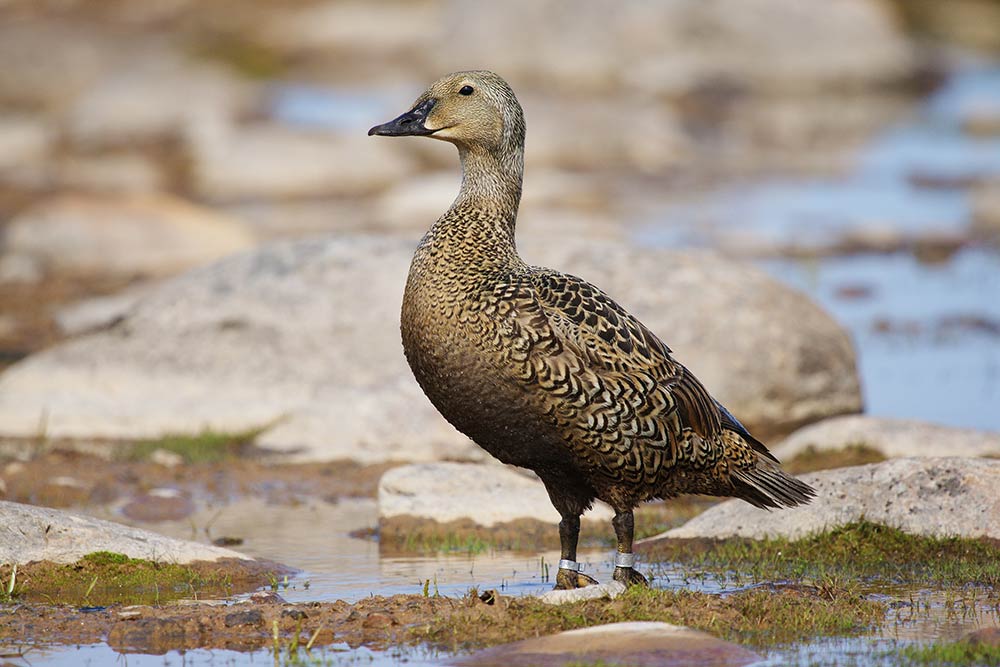 10 Facts You Didn’t Know About Bird Bands