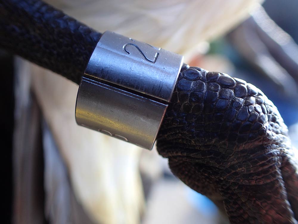 10 Facts You Didn’t Know About Bird Bands