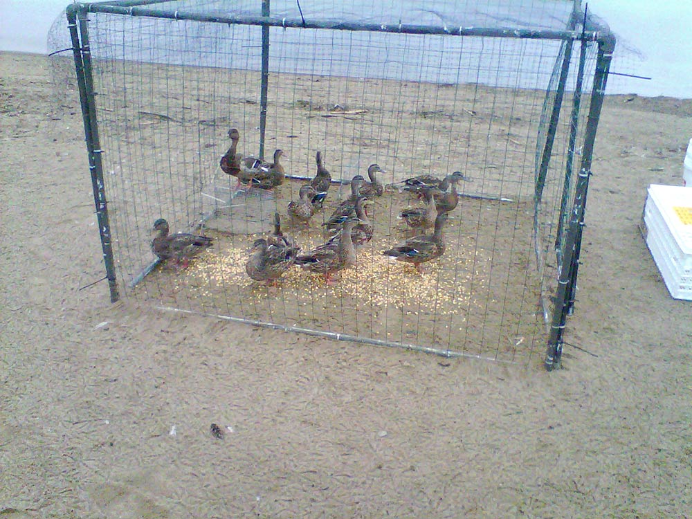 10 Facts You Didn’t Know About Bird Bands