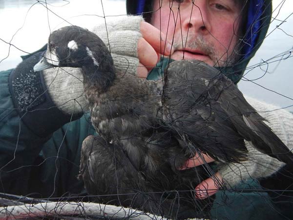 10 Facts You Didn’t Know About Bird Bands