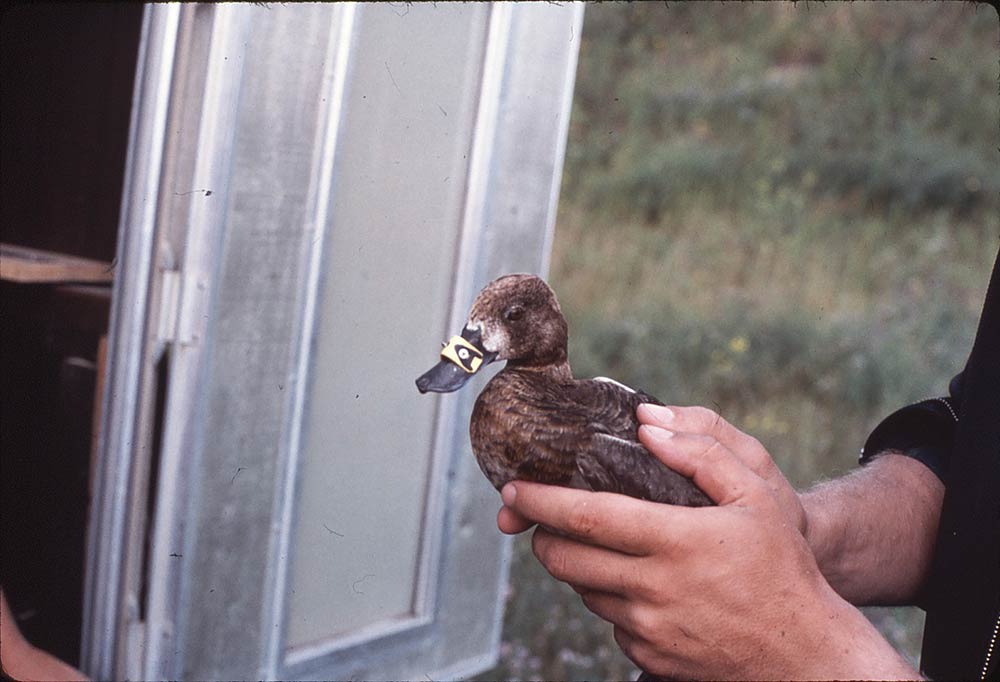 10 Facts You Didn’t Know About Bird Bands