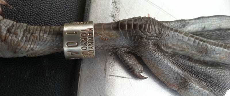 10 Facts You Didn’t Know About Bird Bands