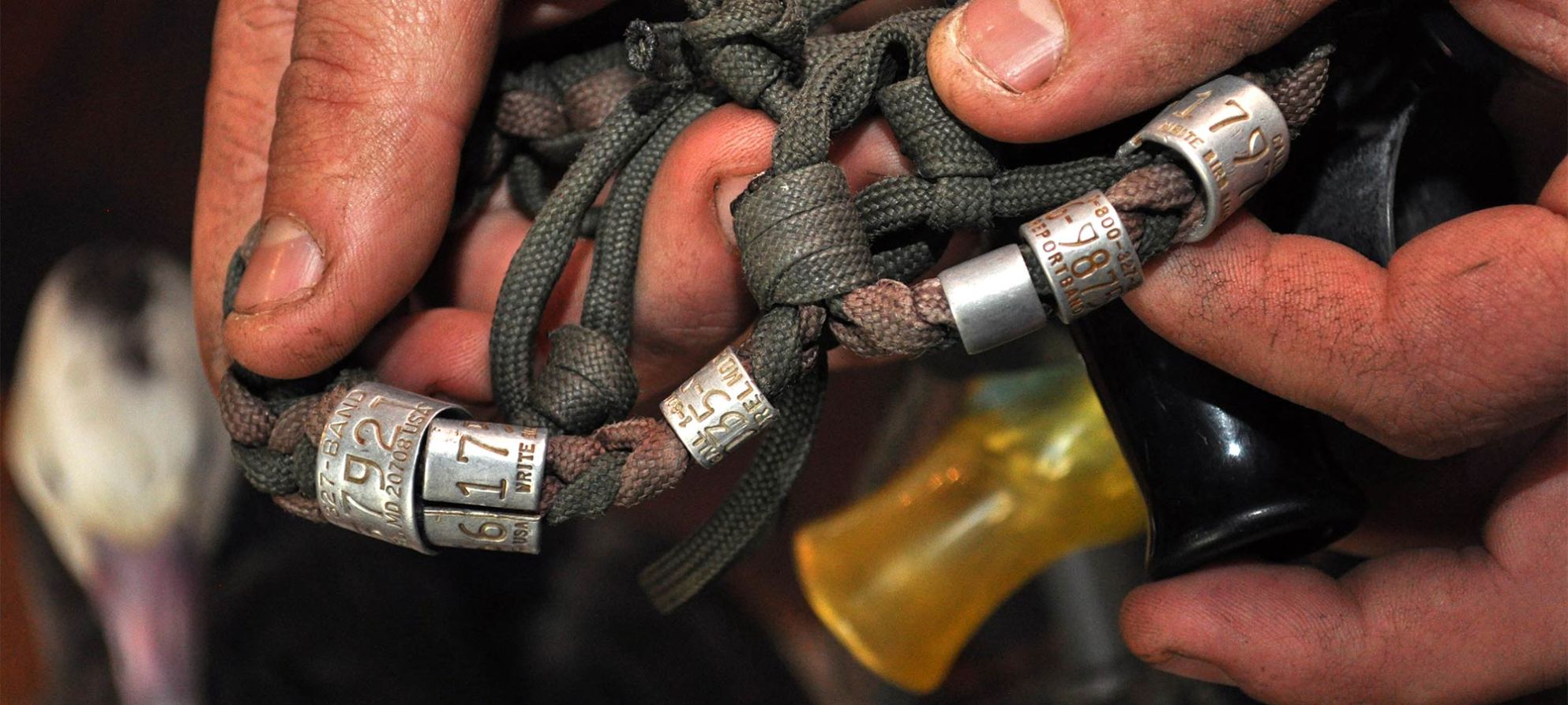 10 Facts You Didn’t Know About Bird Bands