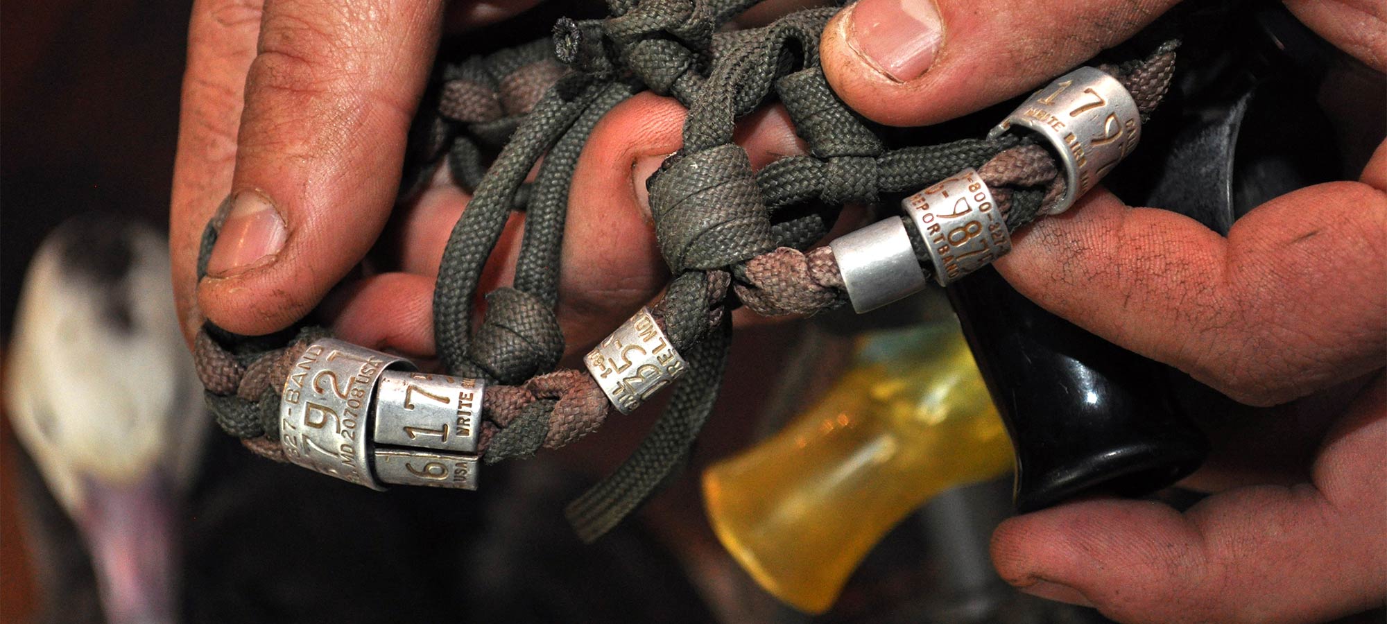 10 Facts You Didn’t Know About Bird Bands