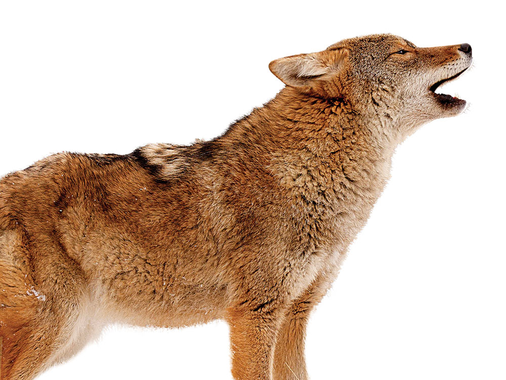 Homemade Coyote Mouth Call - Homemade Ftempo