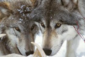 How to Hunt Wolves: Wolf Hunting Tips and Tactics from the Experts
