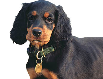 Larry Mueller Archives | Outdoor Life