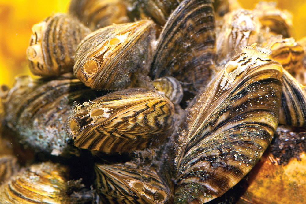 Embracing 9 of the Non-Native and Invasive Species that We Love to Hunt ...