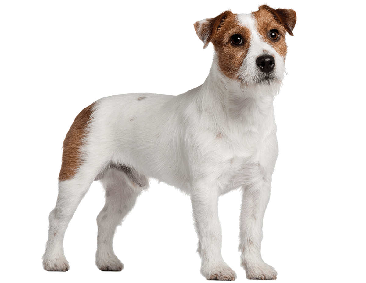 How to Train Your Own Squirrel Dog Like a Pro, Plus 4 Breeds to Consider