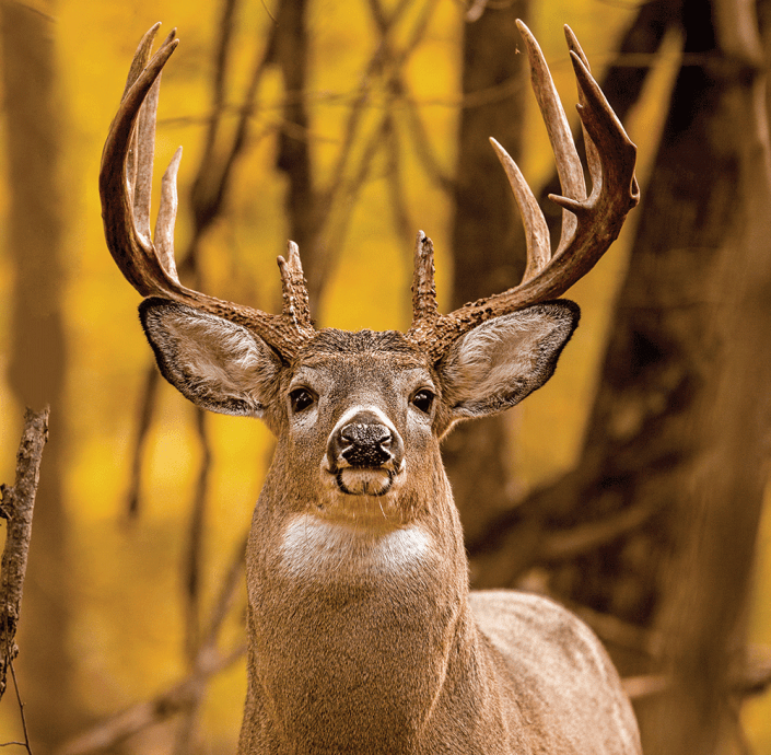 How Ducks See: The Science Behind Waterfowl Eyesight