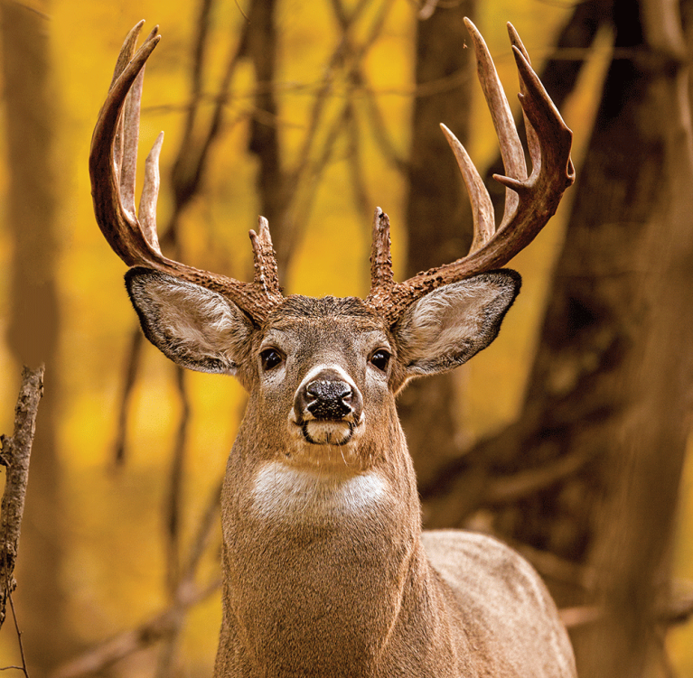 How Ducks See: The Science Behind Waterfowl Eyesight