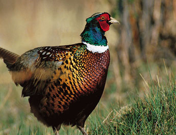 How to Field Dress and Prepare Game Birds