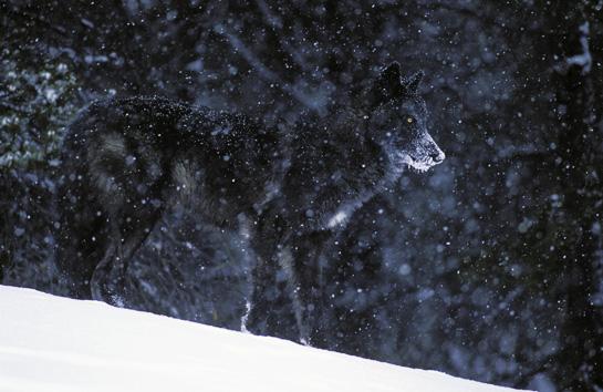 How to Hunt Wolves: Wolf Hunting Tips and Tactics from the Experts