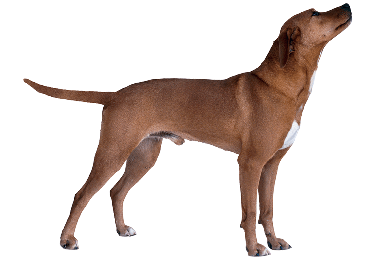 How to Train Your Own Squirrel Dog Like a Pro, Plus 4 Breeds to Consider