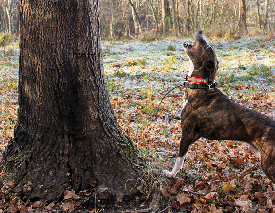 Cur vs. Feist: How Pick Your Next Squirrel Dog