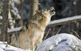 How to Hunt Wolves: Wolf Hunting Tips and Tactics from the Experts