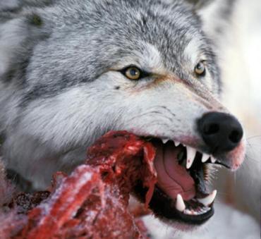 How to Hunt Wolves: Wolf Hunting Tips and Tactics from the Experts