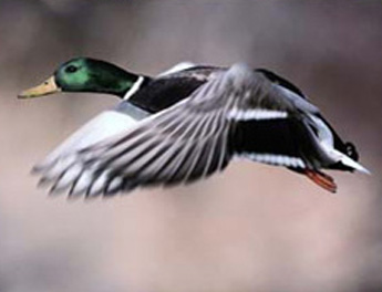 New GPS Transmitter Lets Us Track Ducks Better Than Ever | Outdoor Life