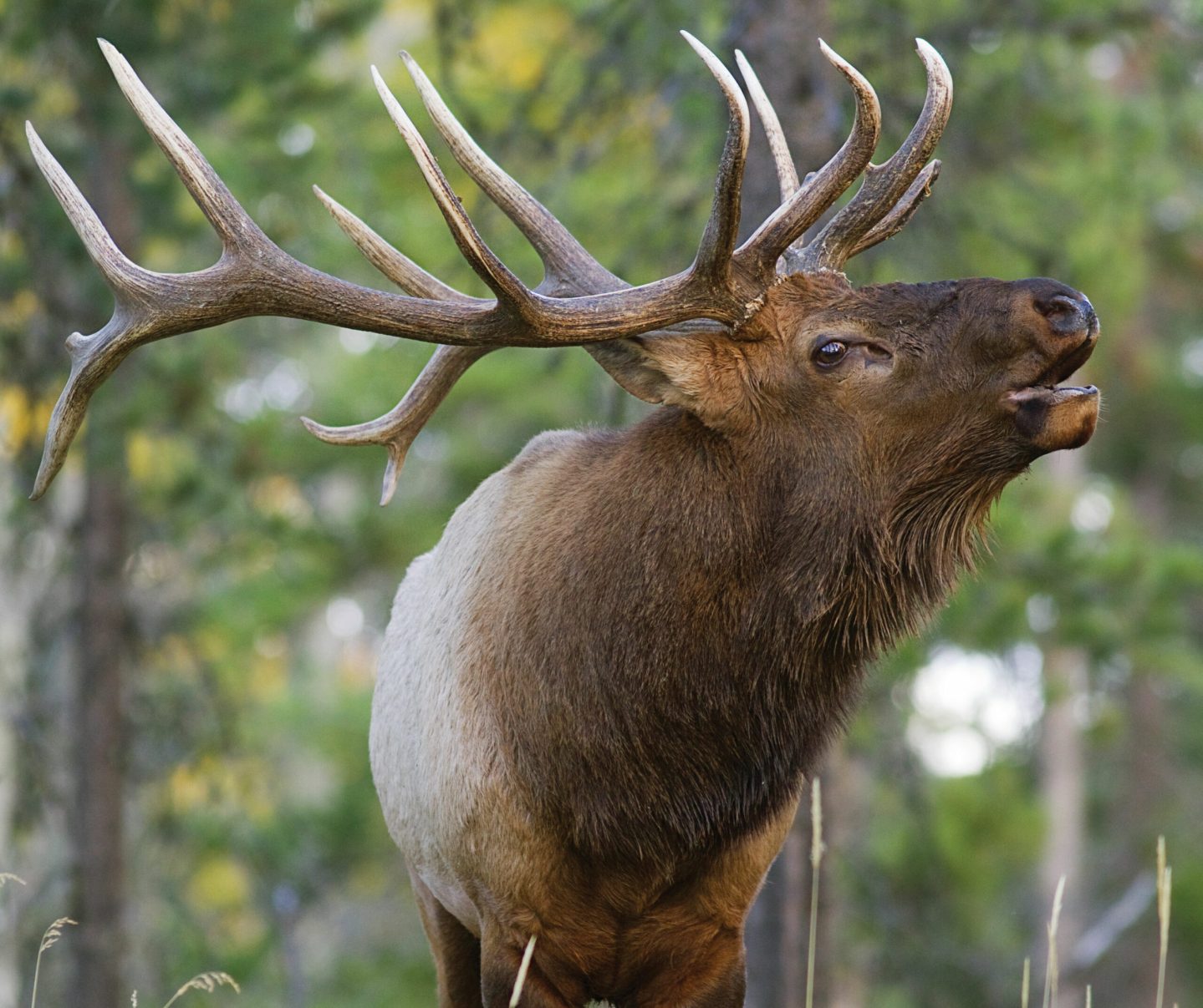 11 Mistakes Elk Hunters Make, and How to Avoid Them