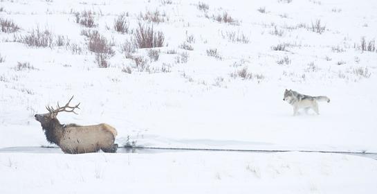 How to Hunt Wolves: Wolf Hunting Tips and Tactics from the Experts