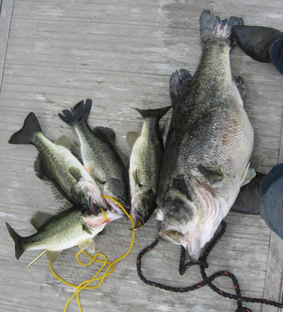 The REAL Story of the World Record Bass