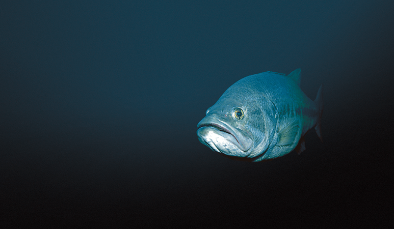 How to Fish a Chatterbait | Outdoor Life