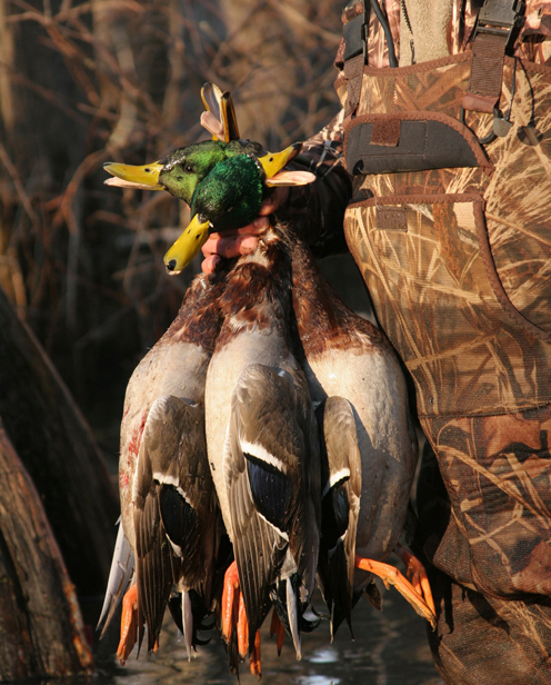New GPS Transmitter Lets Us Track Ducks Better Than Ever | Outdoor Life
