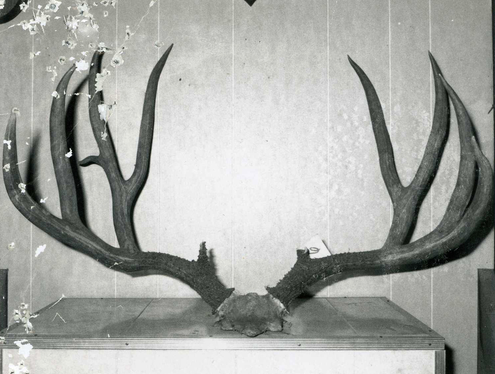 The Top 40 Typical and Nontypical Mule Deer of All Time