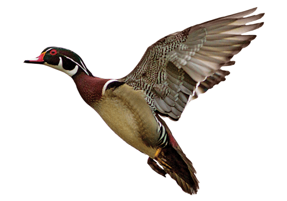 Best Duck Loads: How to Pick the Right Shell for the Right Bird