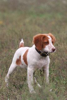 Gun Dog Profile: The Brittany