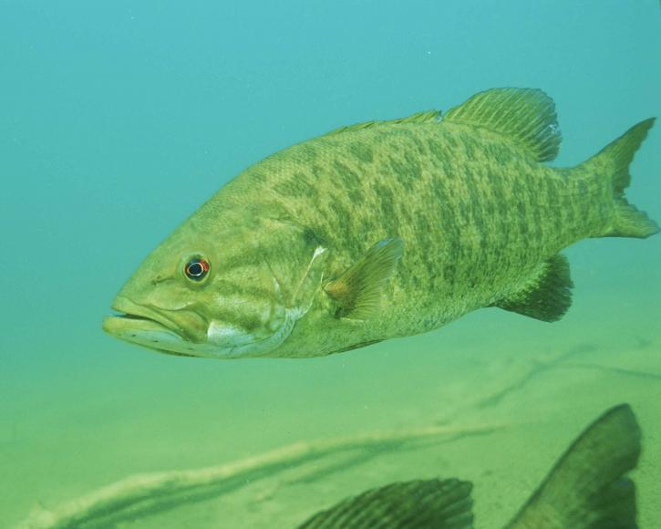 Bass Facts and Myths: 19 Things You Didn't Know About Bass