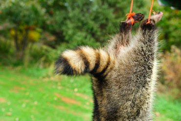 How to Cook Raccoon: A Recipe for Brined Bandit and Sweet Potato Hash
