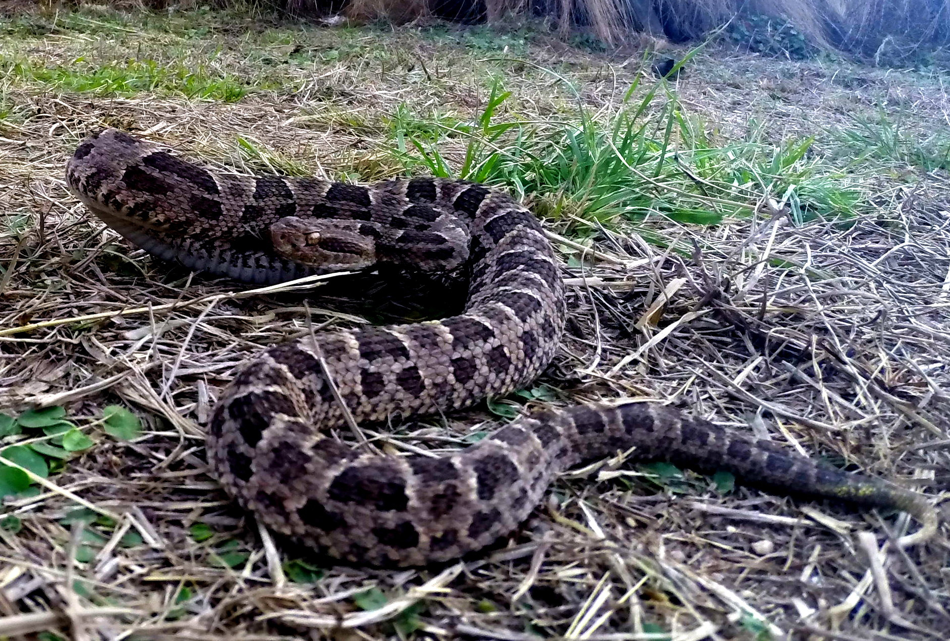 Top 10 Venomous Snakes to Look Out for on a Hunting Trip